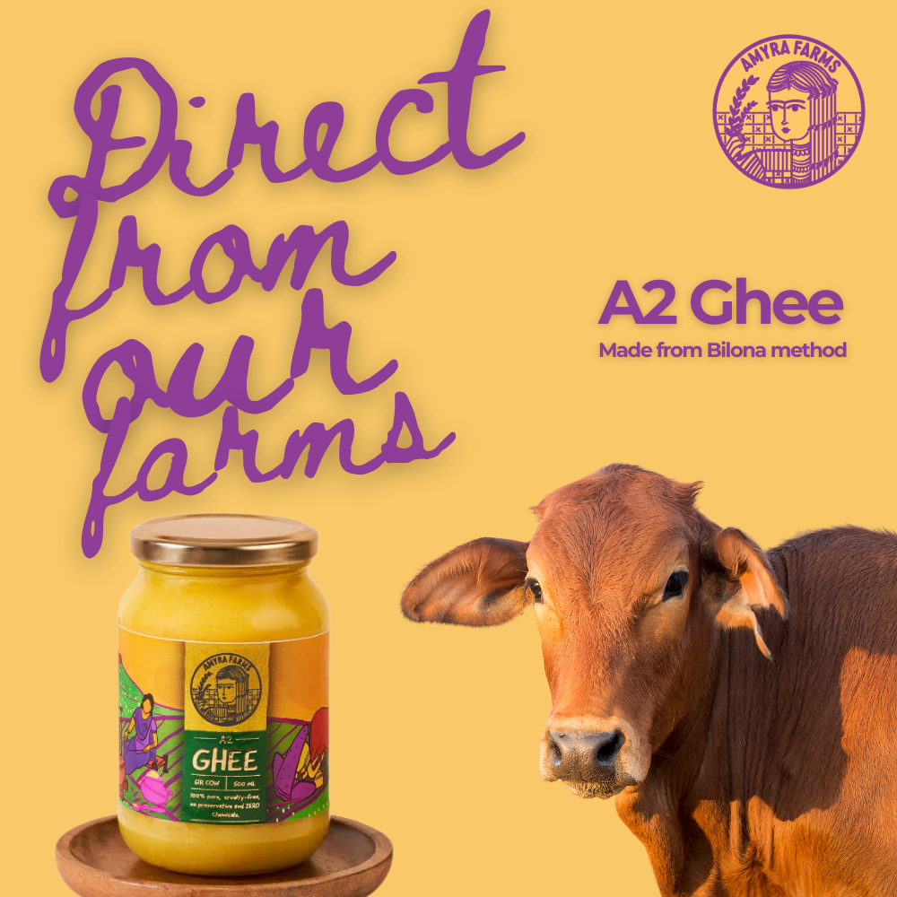 A2 Gir Cow Ghee Made From Bilona Method – Amyra Farms