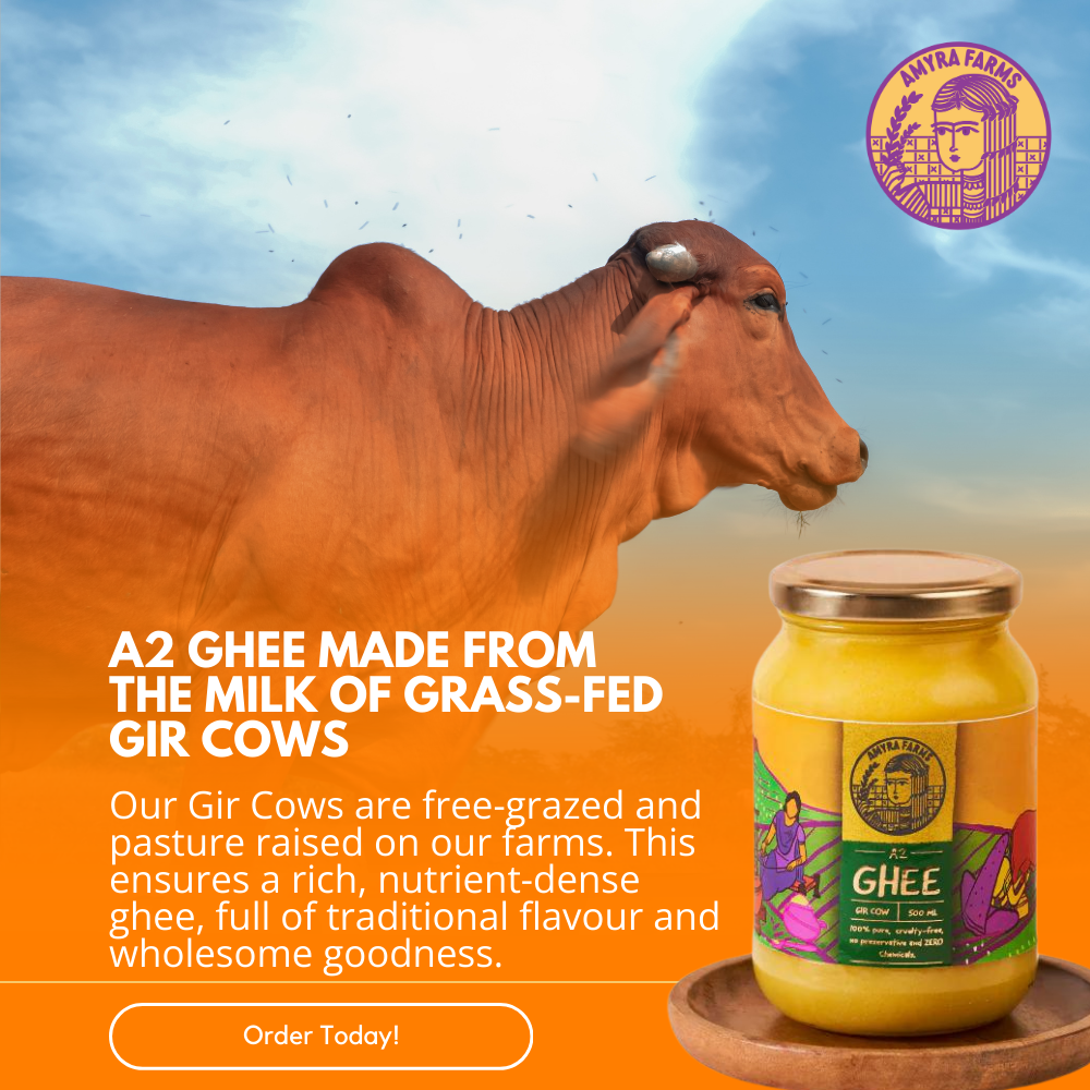 A2 Gir Cow Ghee Made From Bilona Method – Amyra Farms